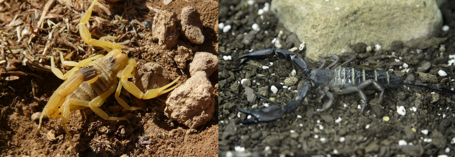 Does Size Matter? The Science of Scorpion Stings - MDPI Blog