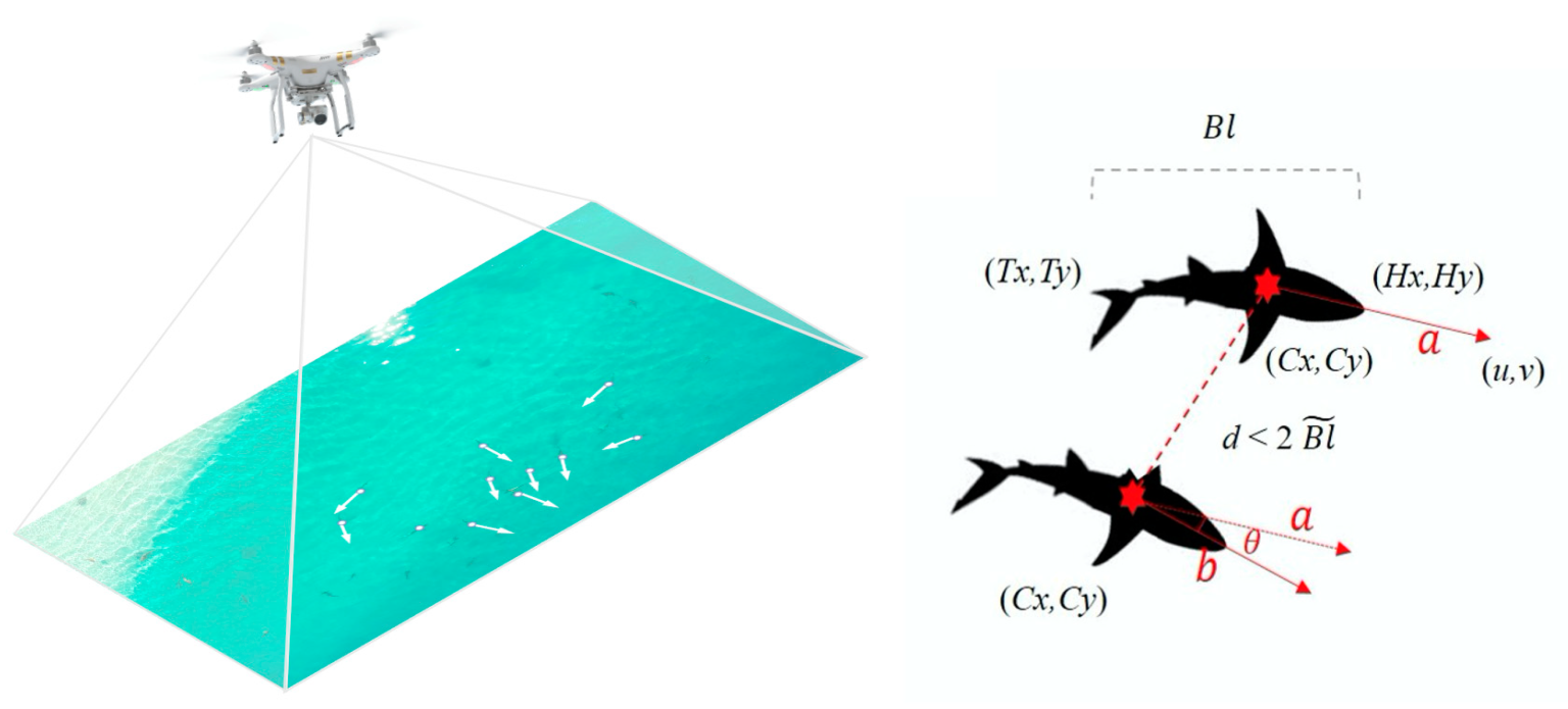 Drones and Sharks - MDPI Blog