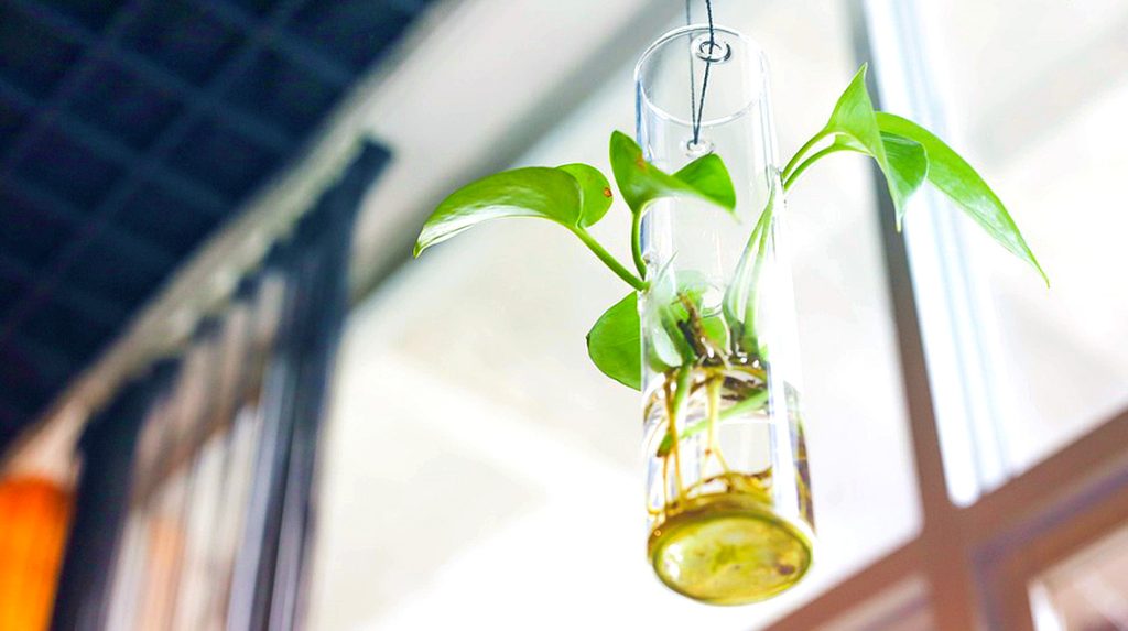 Six Ways Plants Can Be Used to Improve Health - MDPI Blog