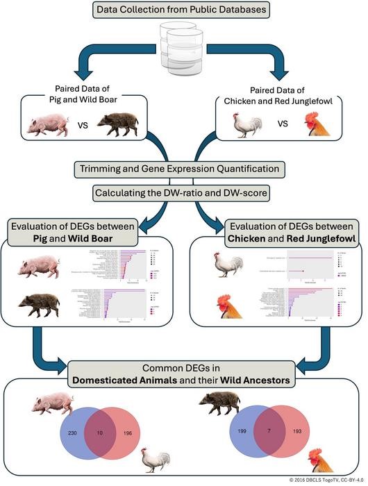 Exploring Genetic Traits of Domestication in Chickens and Pigs - MDPI Blog