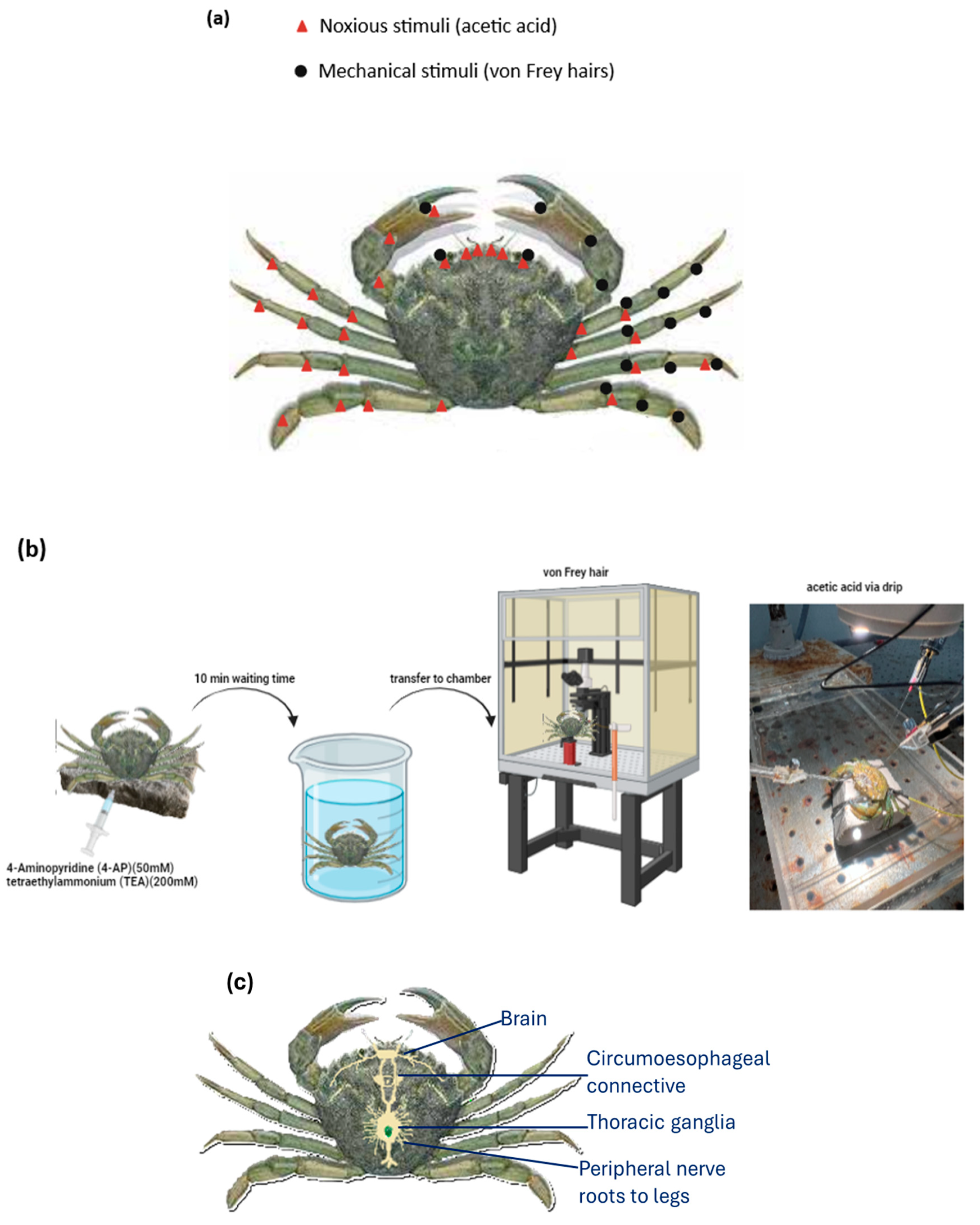 Animal Welfare: Analysing How Crabs Feel Pain - MDPI Blog